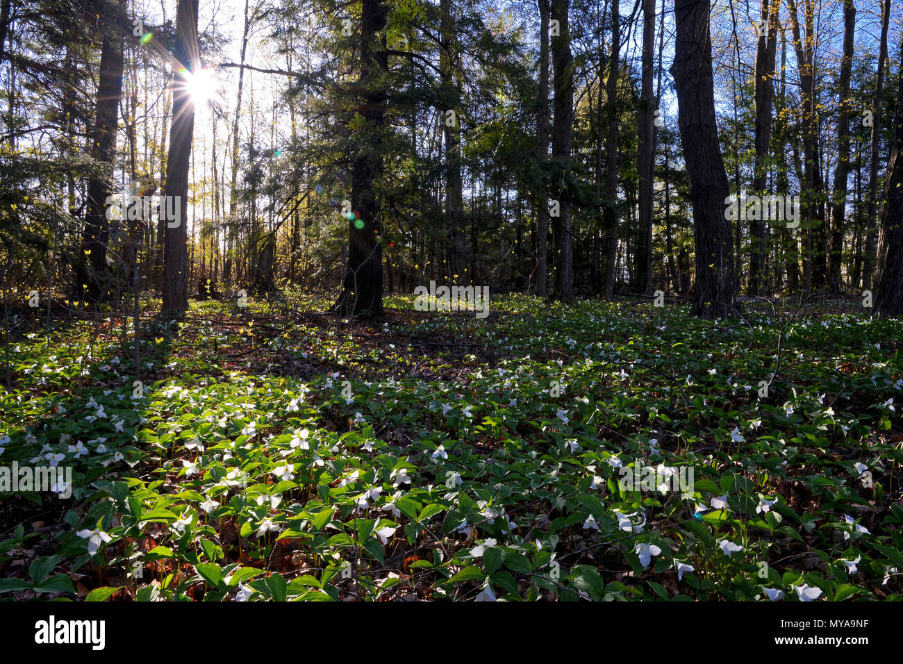beautiful forest floor covered with dried leaves and low growing green ...