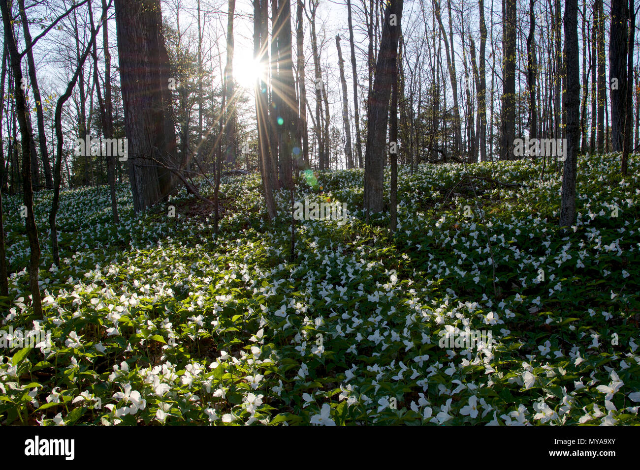 beautiful forest floor covered with dried leaves and low growing green ...