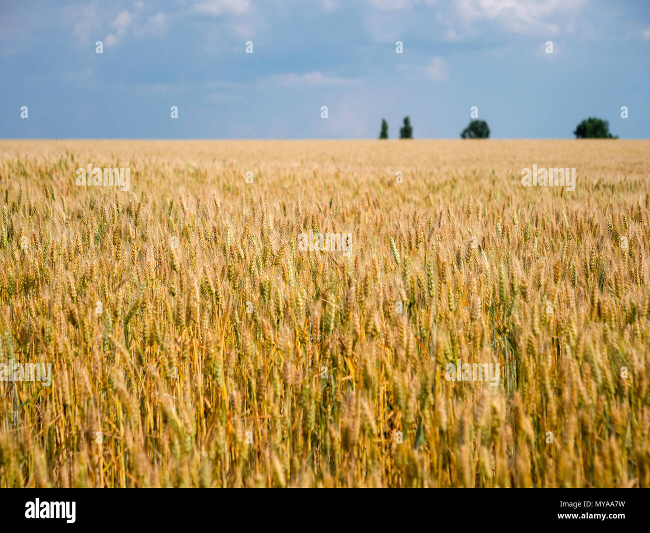 Grain filed hi-res stock photography and images - Alamy