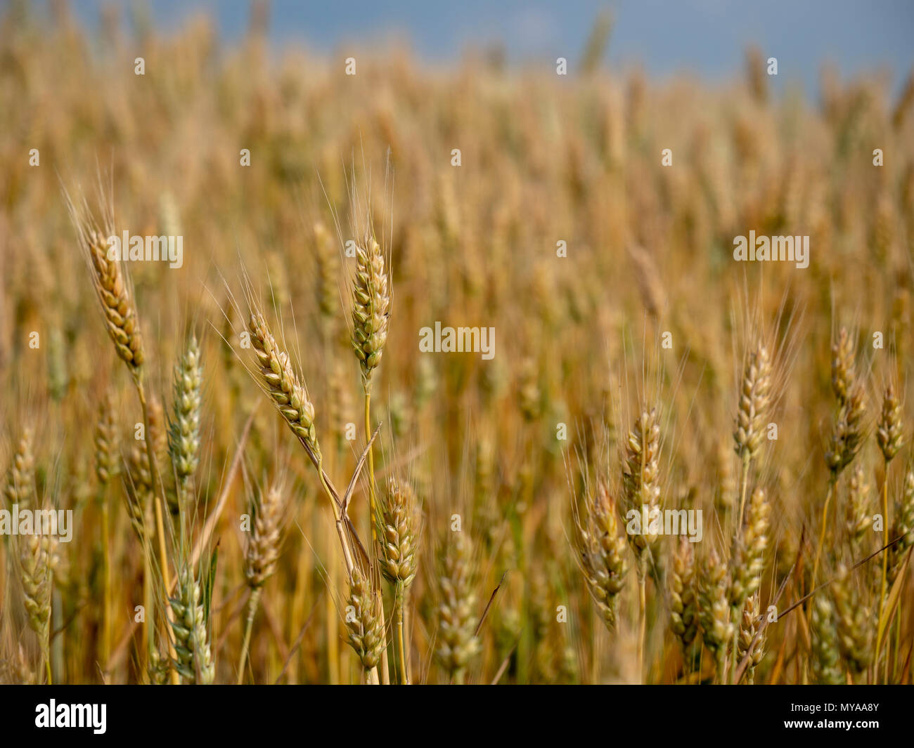 Filed of wheat hi-res stock photography and images - Alamy