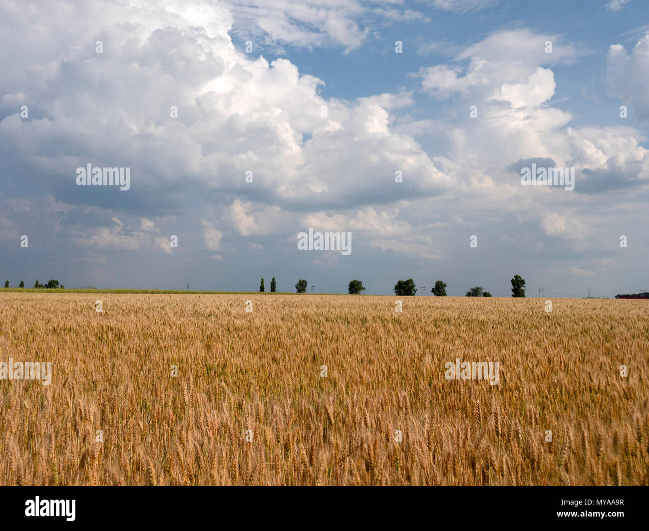 Agriculture filed hi-res stock photography and images - Alamy