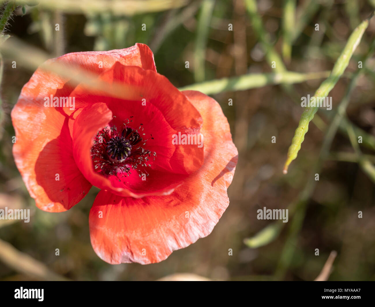 Poppy flower close up shot Stock Photo - Alamy