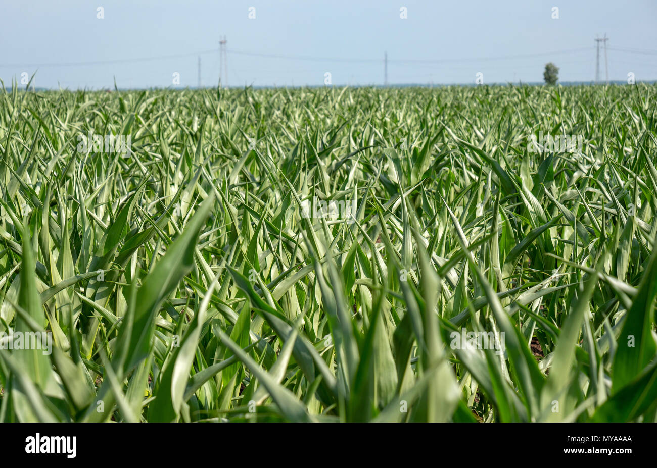 Early flied corn crop hi-res stock photography and images - Alamy