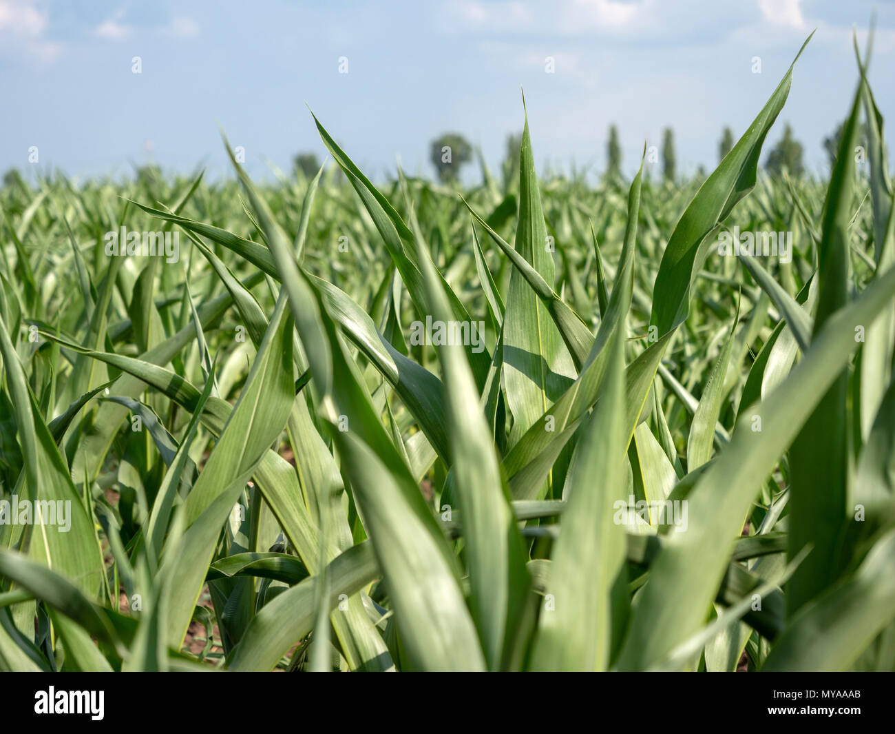 Early flied corn crop hi-res stock photography and images - Alamy
