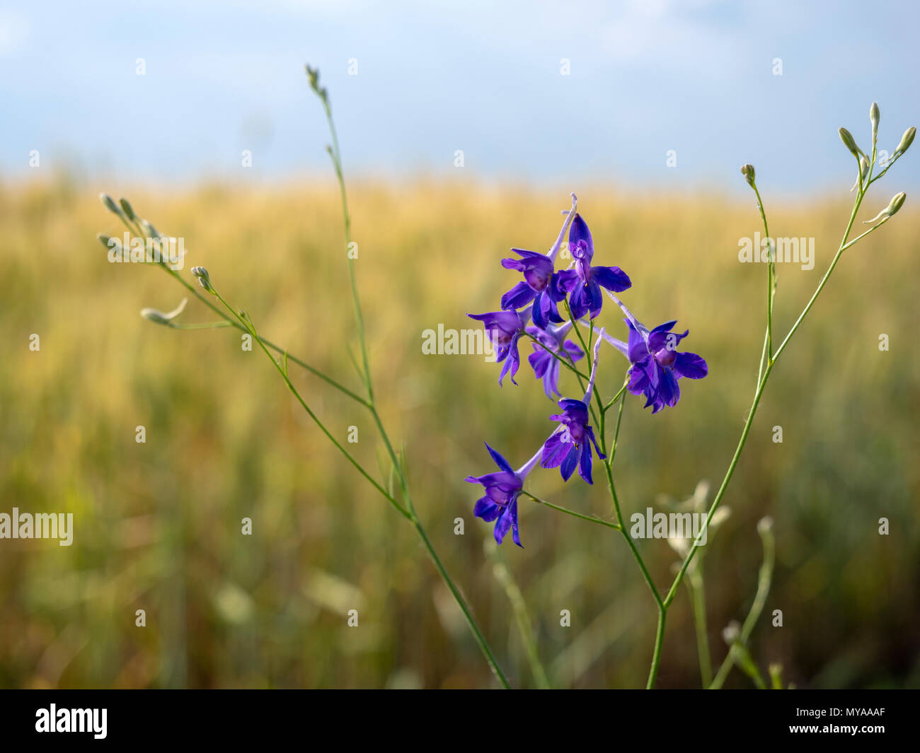 With field larkspur hi-res stock photography and images - Alamy