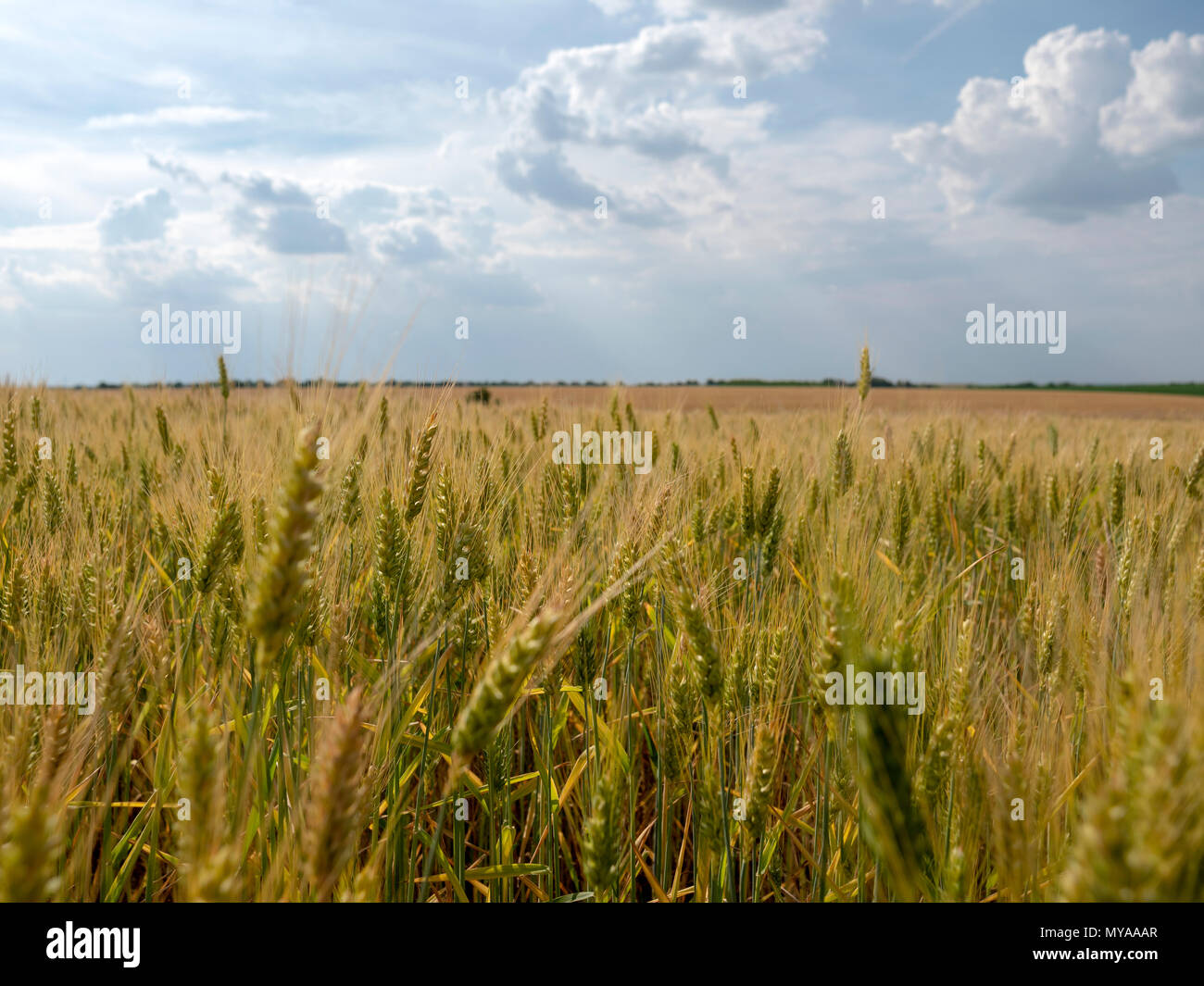 Nature blue sky wheat hi-res stock photography and images - Alamy
