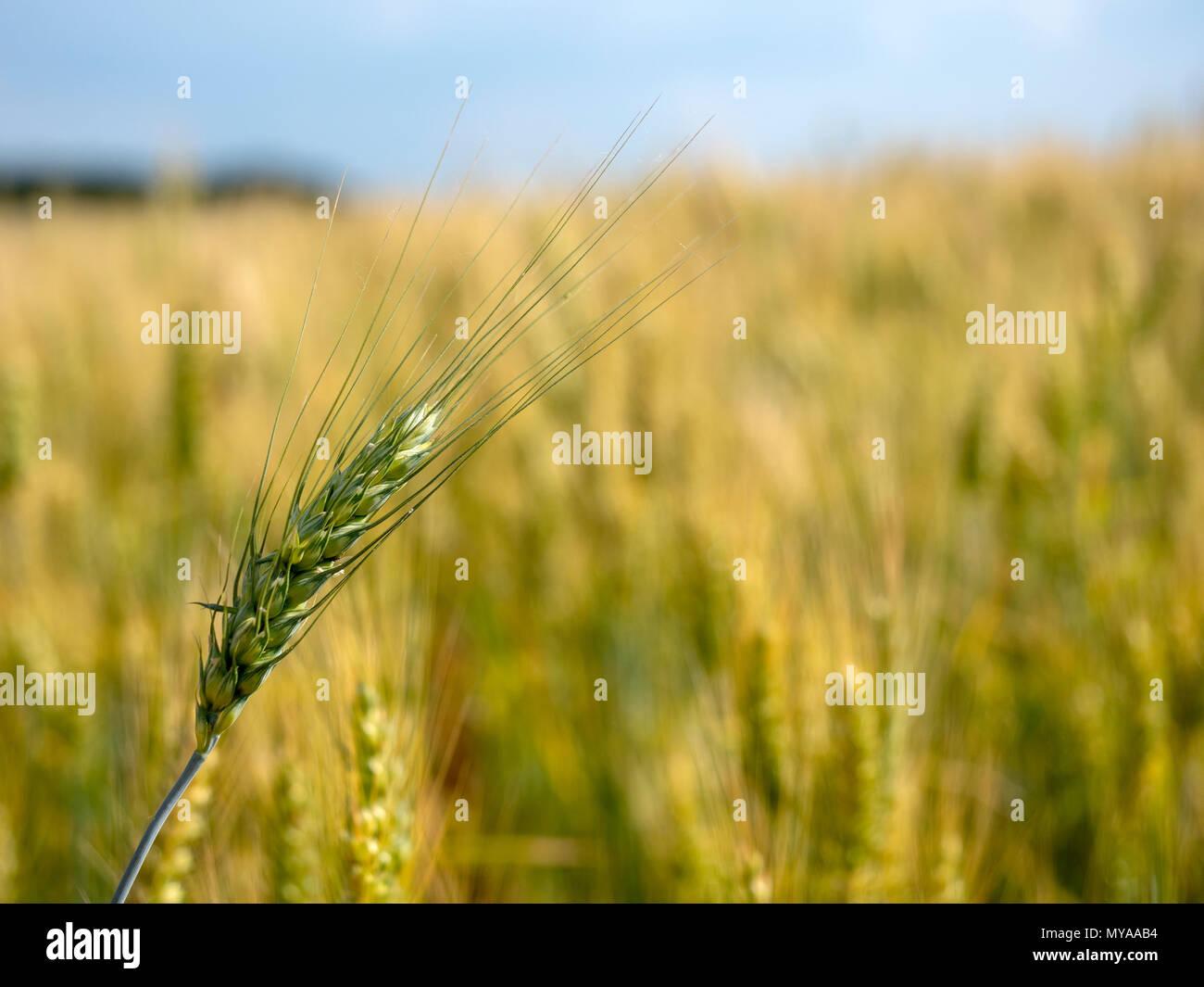 Filed of wheat hi-res stock photography and images - Alamy