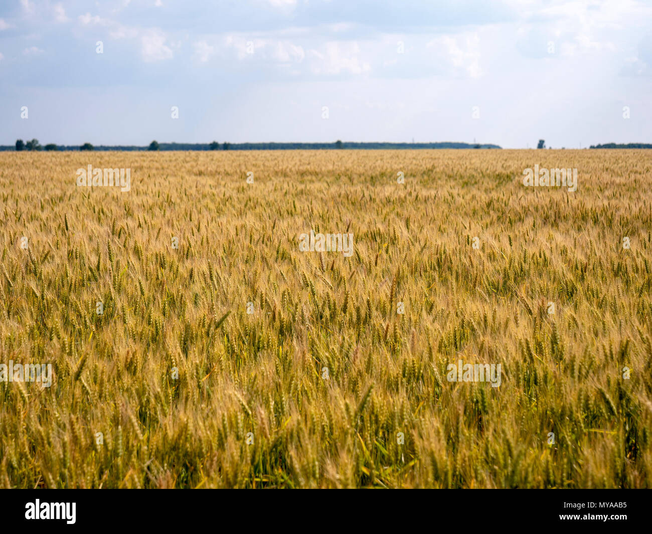 Agriculture filed hi-res stock photography and images - Alamy