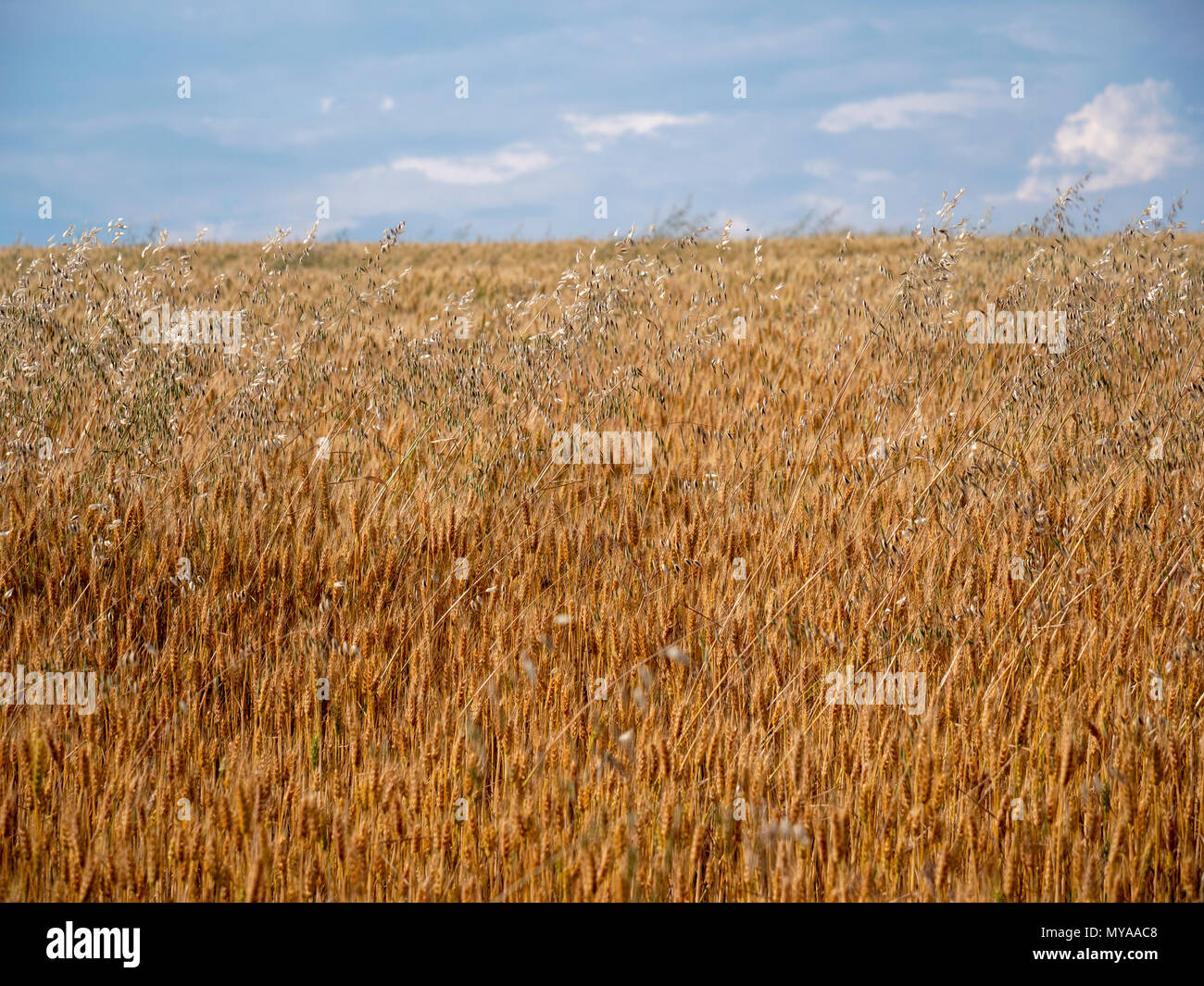 Agriculture filed hi-res stock photography and images - Alamy
