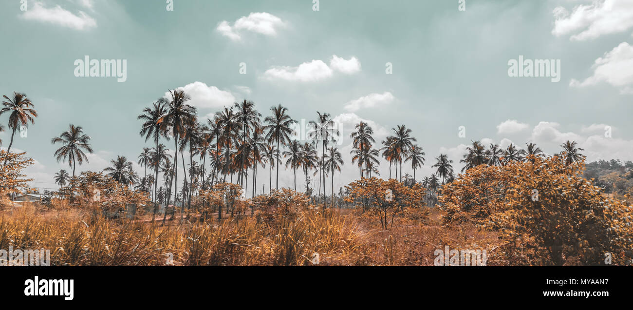 Palm trees plantation, beautiful tropical landscape, exotic farmland ...
