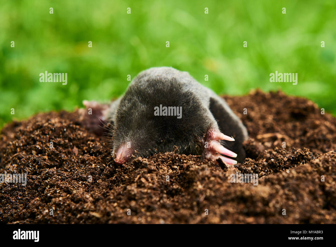 Raised mole hi-res stock photography and images - Alamy