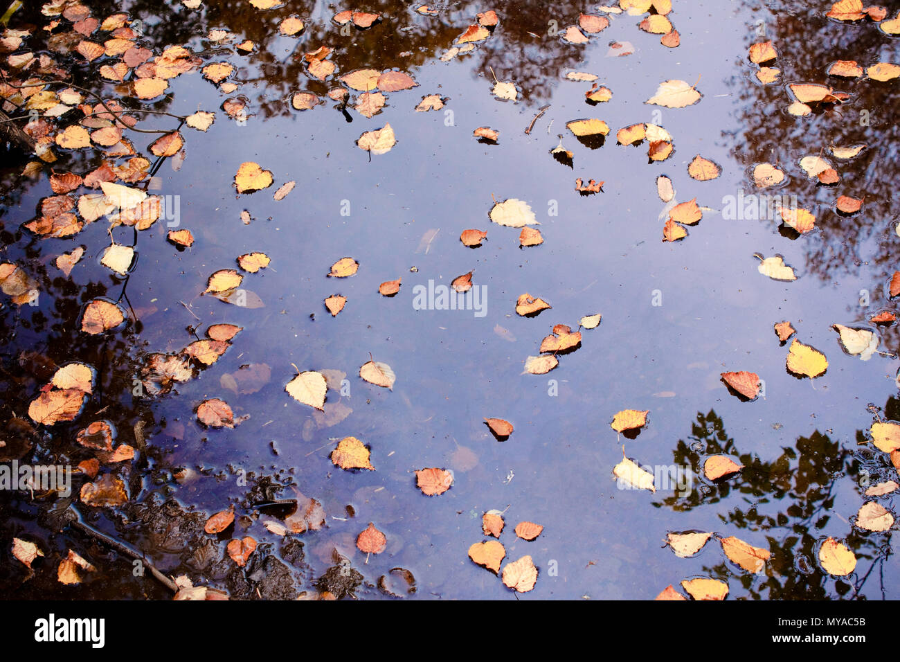 Drooping leaves hi-res stock photography and images - Alamy