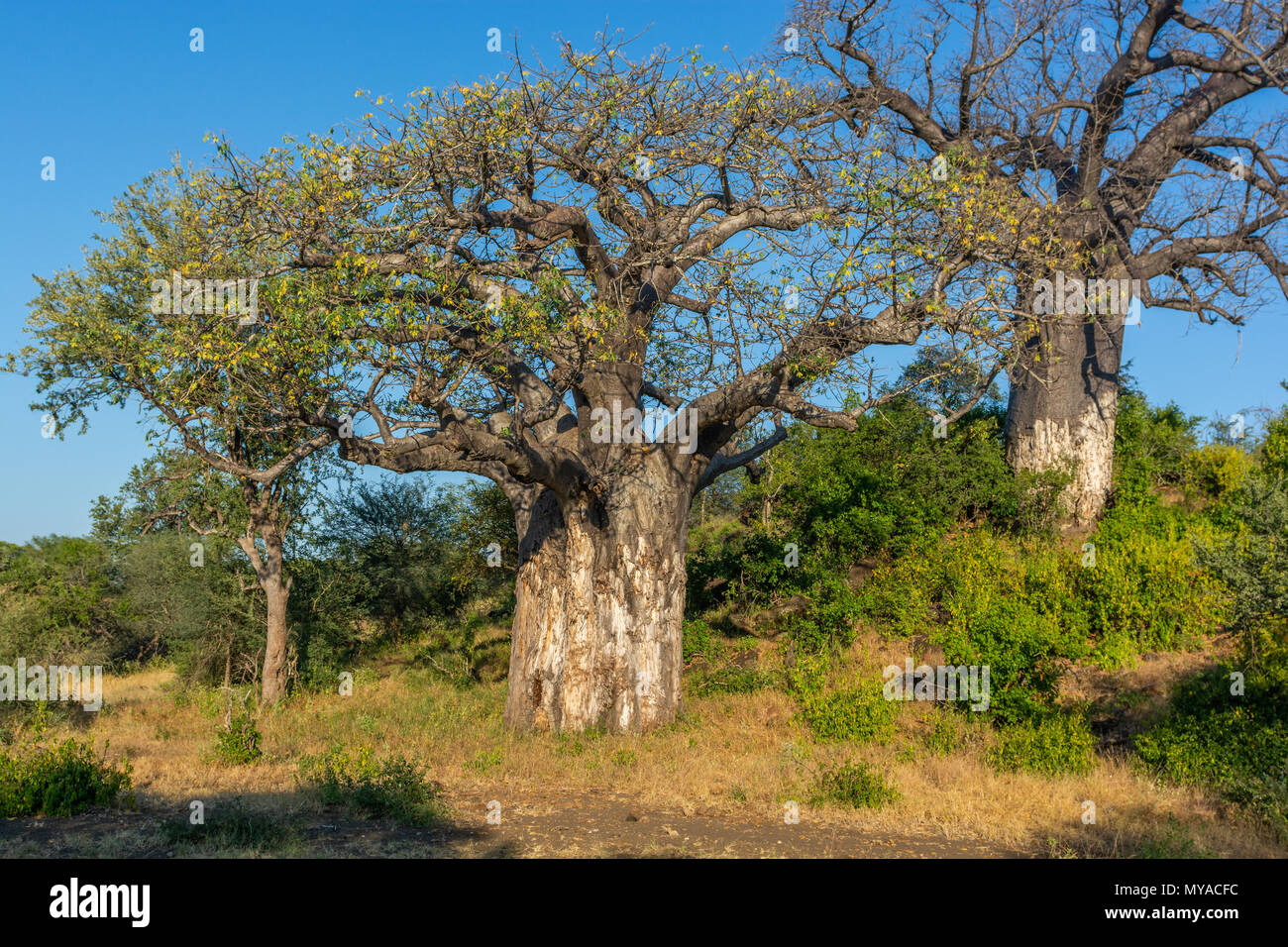 Baobab Trees in Northern Kruger South Africa Stock Photo - Alamy