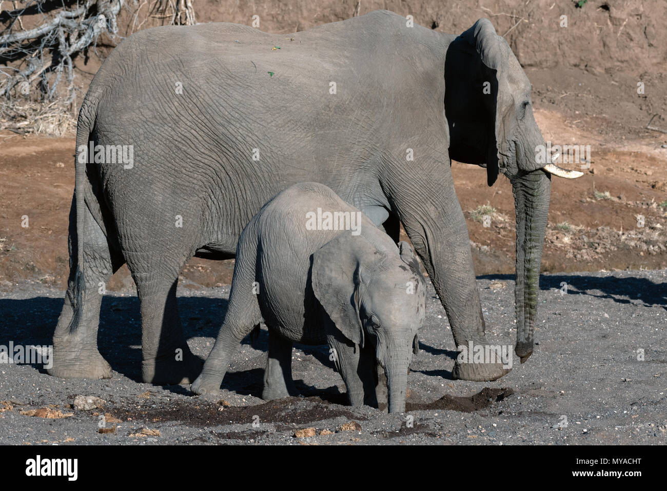 Elephants digging for water in the Majale River Bed in Botswana Stock ...