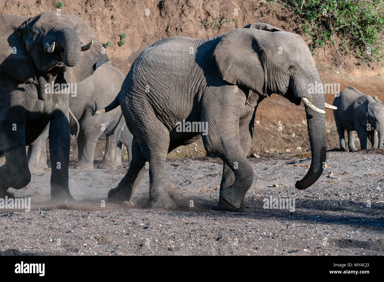 African Elephants in the dry bed of the Mojave River in Botswana Stock ...
