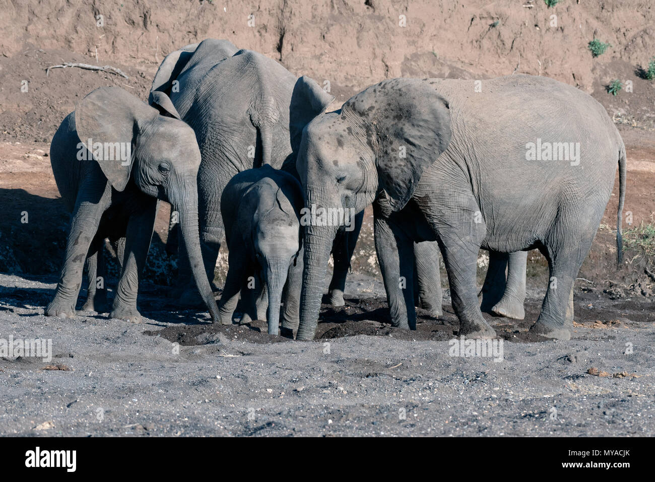 African Elephants in the dry bed of the Mojave River in Botswana Stock ...
