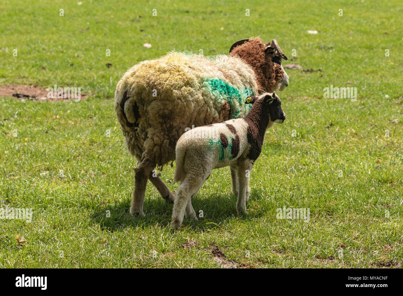 Jacob sheep hi-res stock photography and images - Alamy