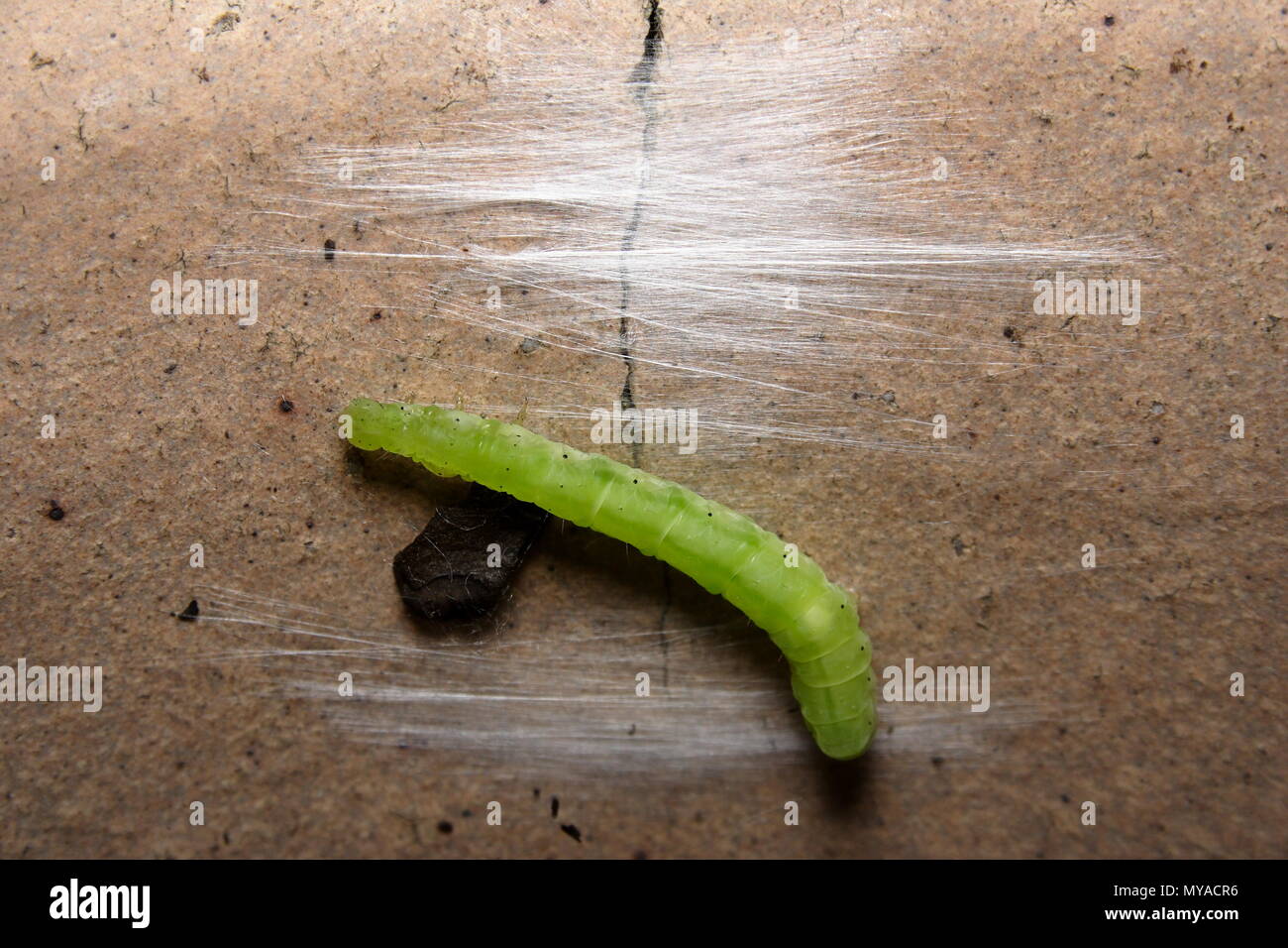 Moth cocoon hi-res stock photography and images - Alamy