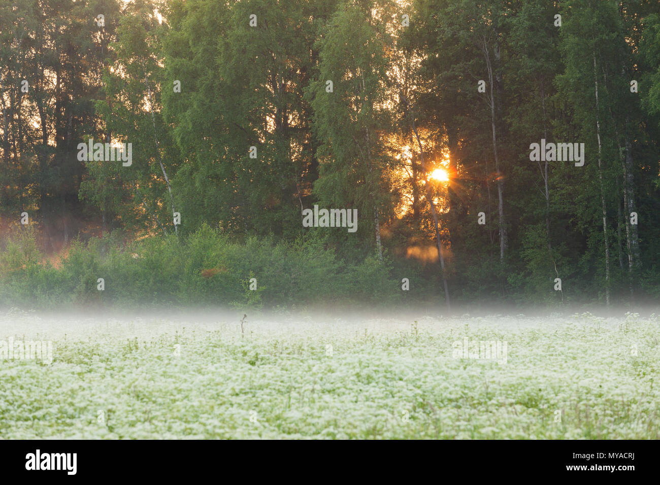 Humid sunrise hi-res stock photography and images - Alamy
