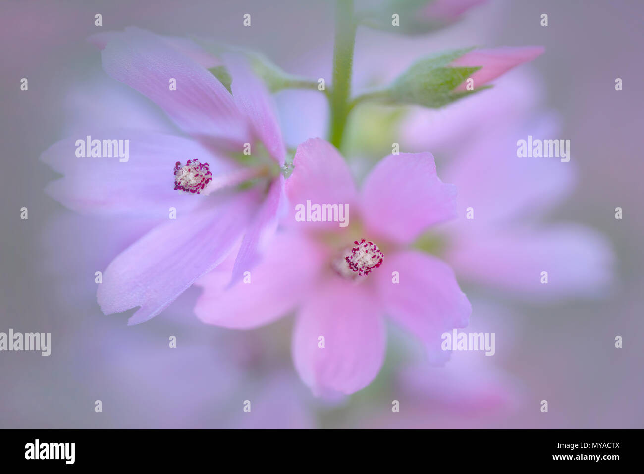 Close up of Checker Mallow (Sidalcea organa). Graham Oaks Nature Parks ...