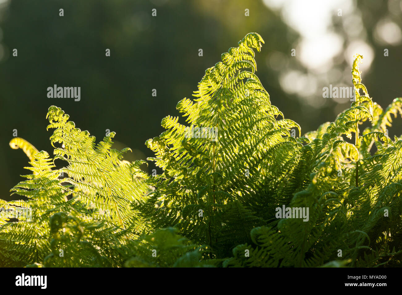 Sunlight fern leaves hi-res stock photography and images - Alamy