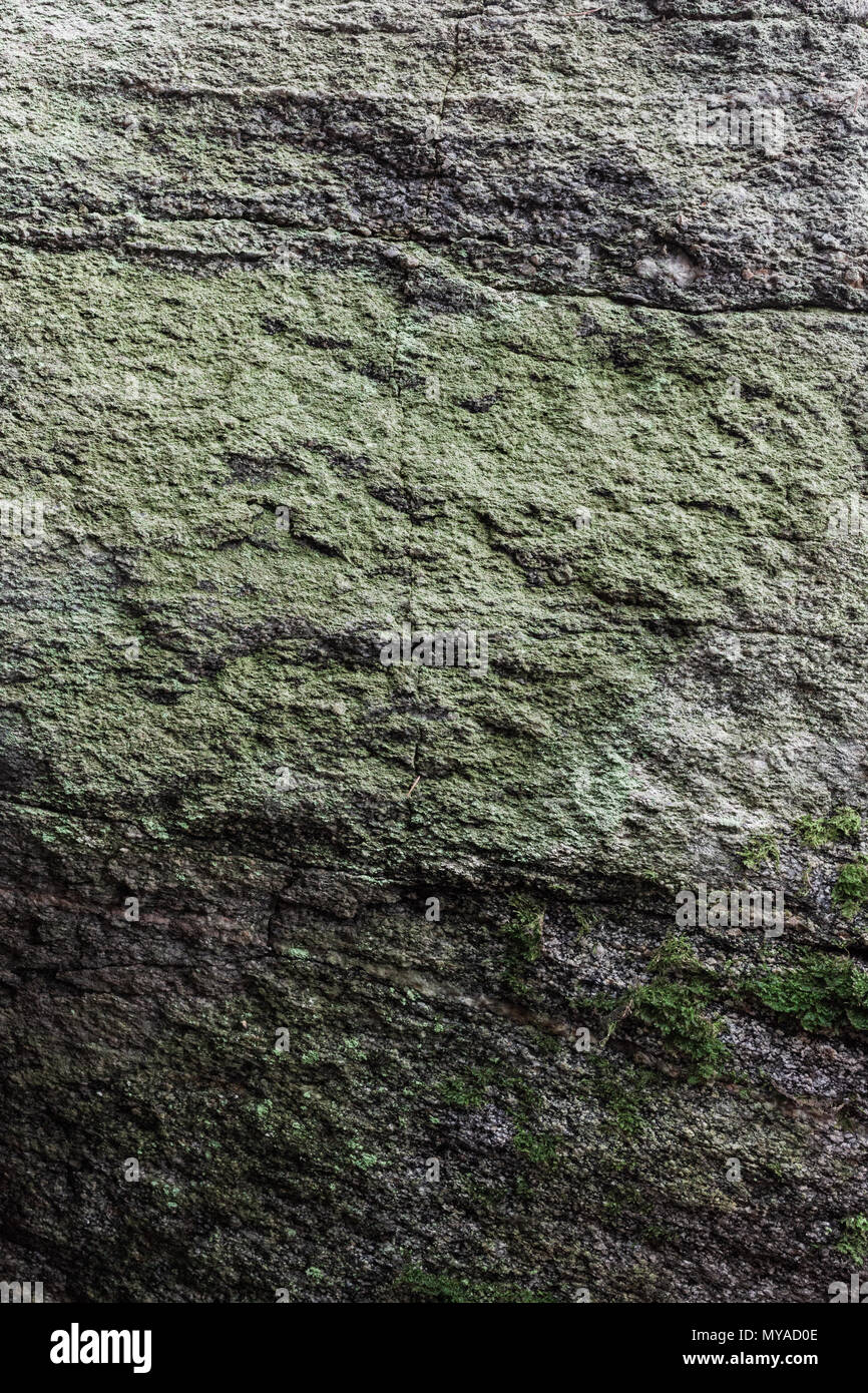 Stone background in forest Stock Photo - Alamy