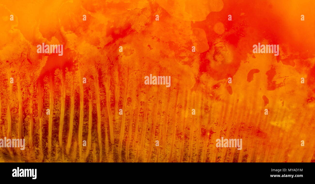 Close up of the inside of a conch shell image for background use with ...