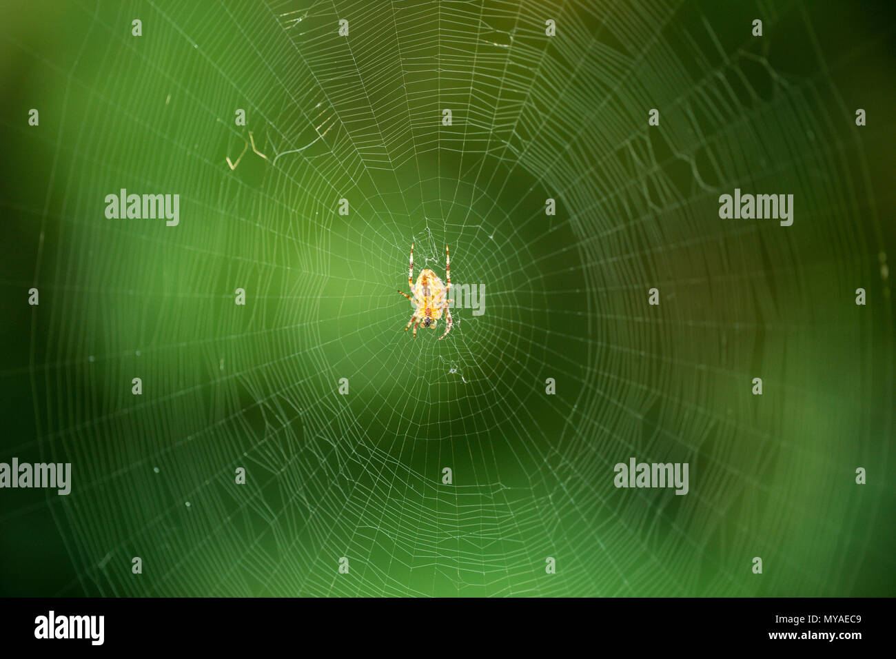 the web is a big beautiful spider on green background, beautiful spider ...