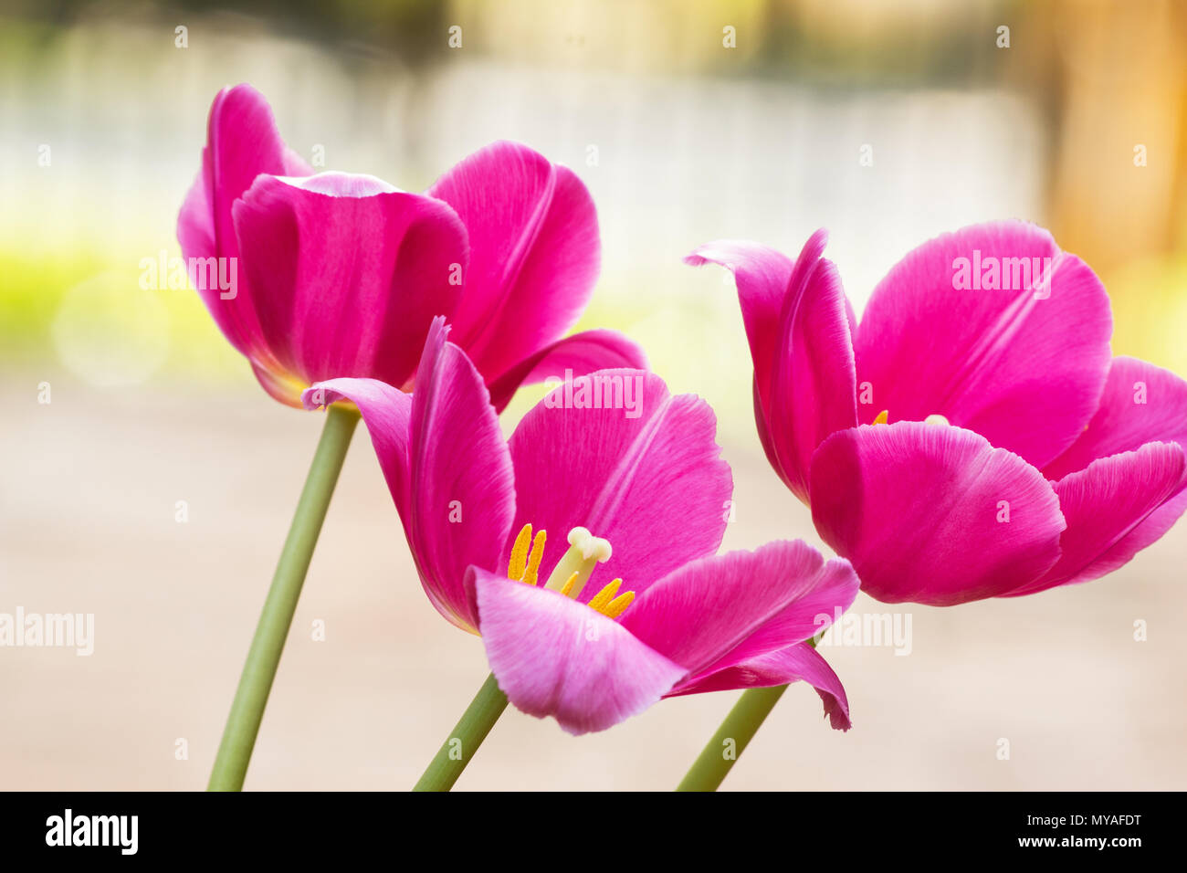 Three flowers one stem hi-res stock photography and images - Alamy