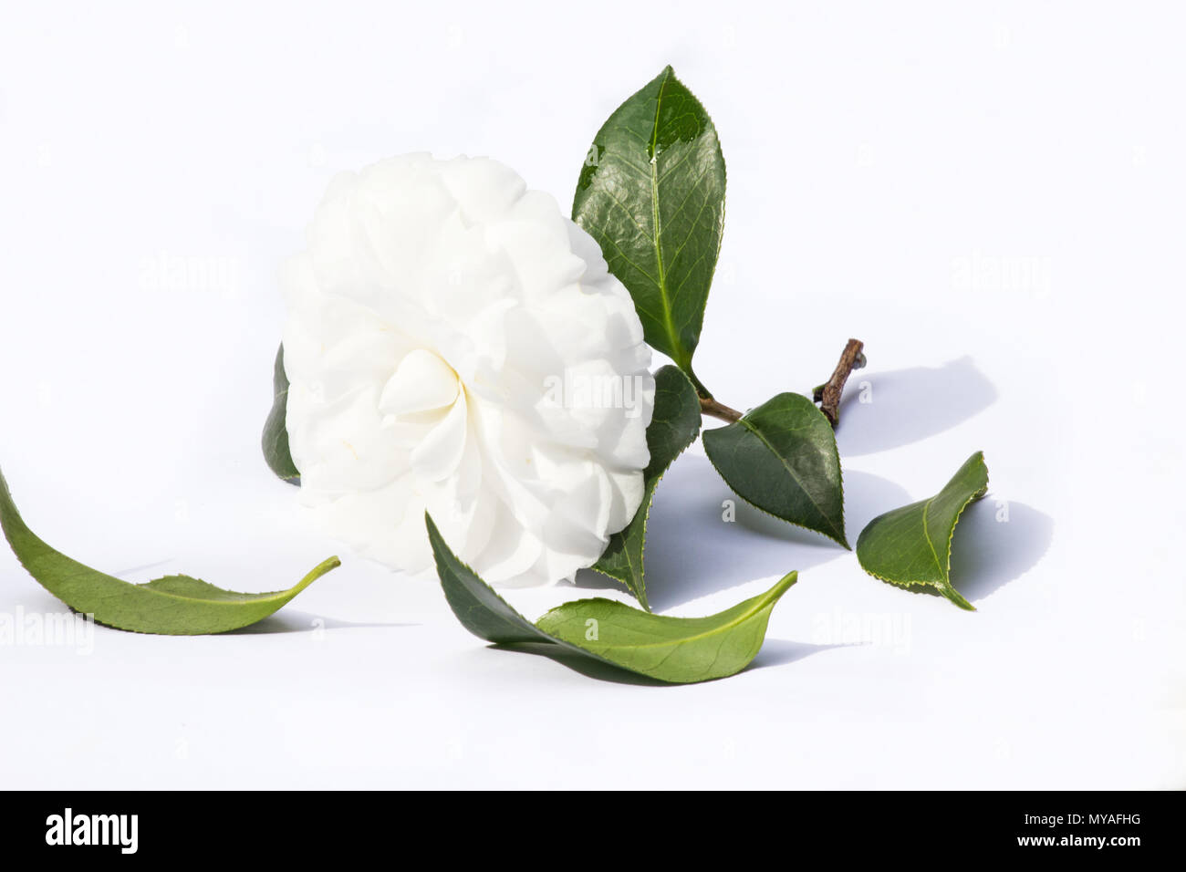 Tea plant flower hi-res stock photography and images - Alamy