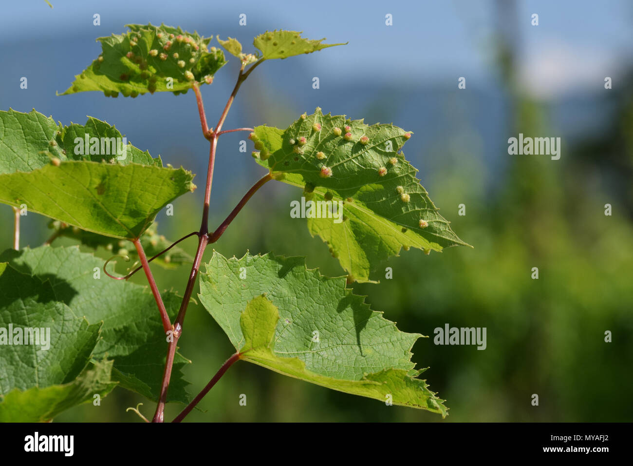 Phylloxera hi-res stock photography and images - Alamy