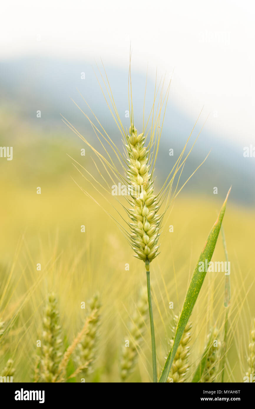 Corn spike hi-res stock photography and images - Alamy