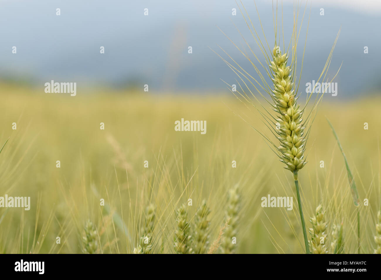 Corn spike hi-res stock photography and images - Alamy