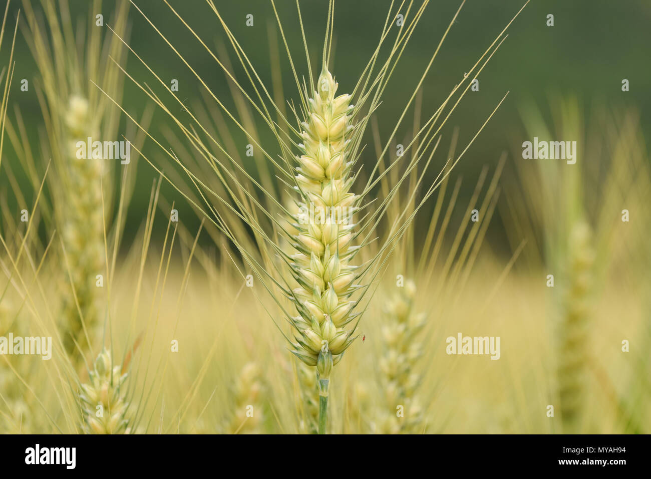 Corn spike hi-res stock photography and images - Alamy