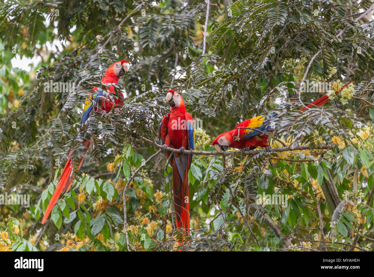 Scarlet Macaw in the Manuel Antonio National Park in Costa rica Stock ...