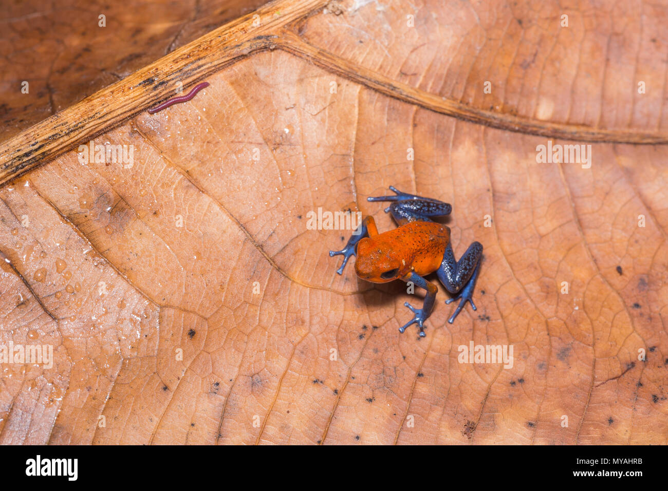 Blue-jeans Frog, Strawberry Poison-dart Frog / oophaga pumilio in the ...