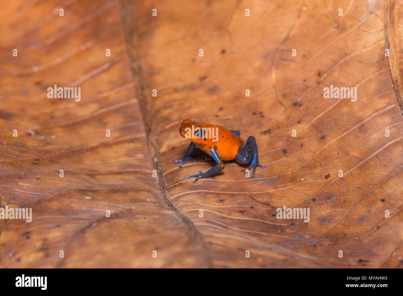 Blue-jeans Frog, Strawberry Poison-dart Frog / oophaga pumilio in the ...