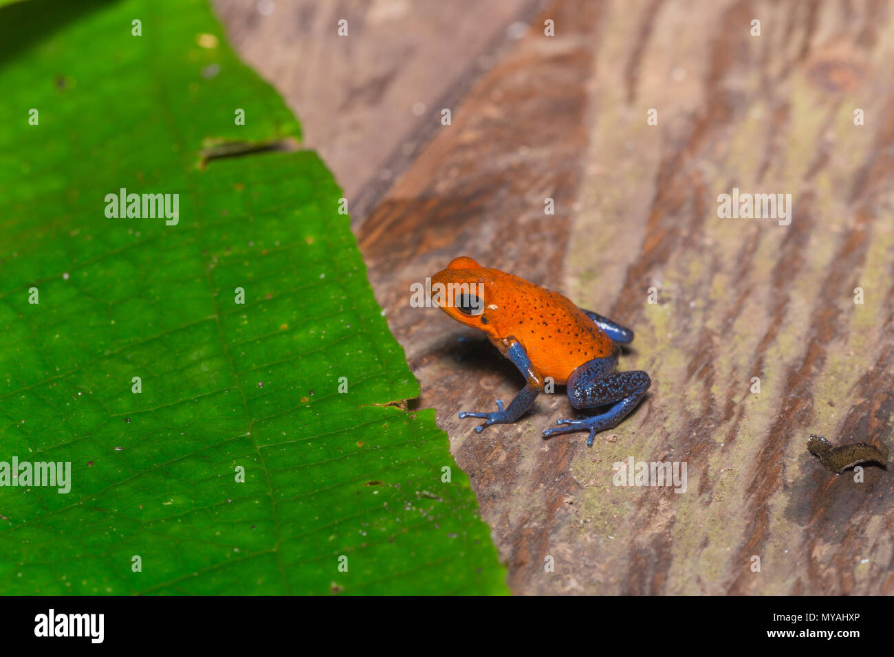Blue-jeans Frog, Strawberry Poison-dart Frog / oophaga pumilio in the ...