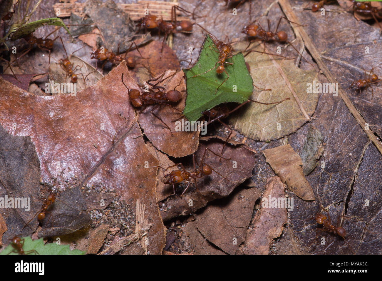 Ants carrying leaves hi-res stock photography and images - Alamy