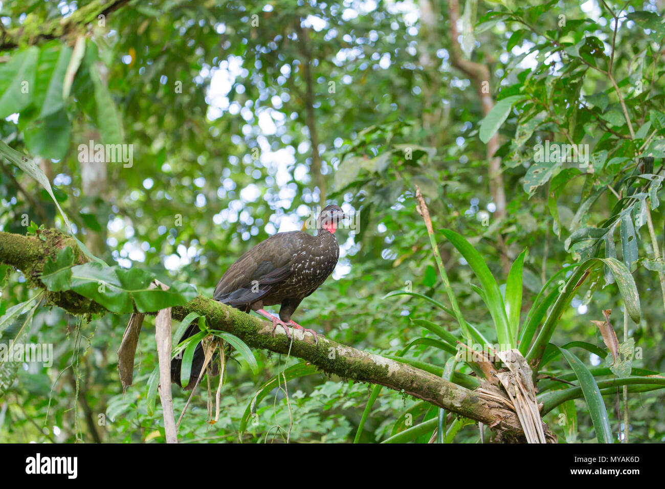 wild Chacalaca in the jungle Stock Photo - Alamy