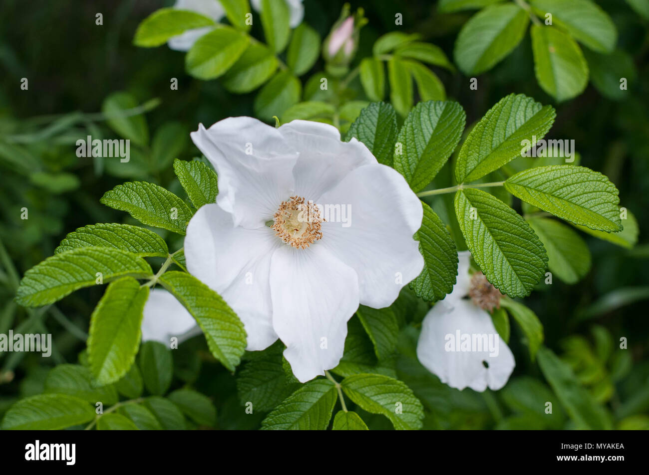 white and fragrant rugosa alba rose Stock Photo - Alamy