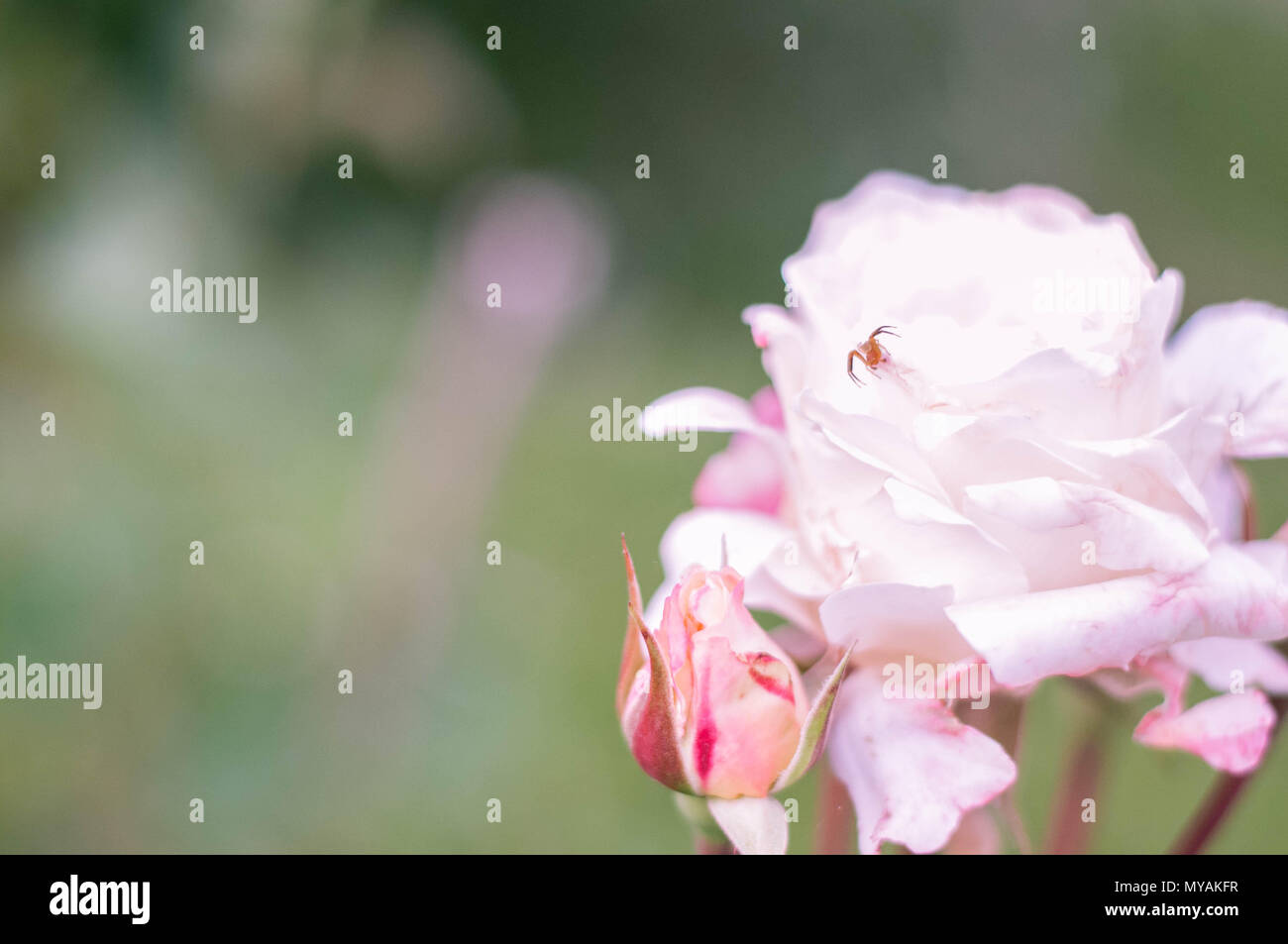 Spider rose flower hi-res stock photography and images - Alamy