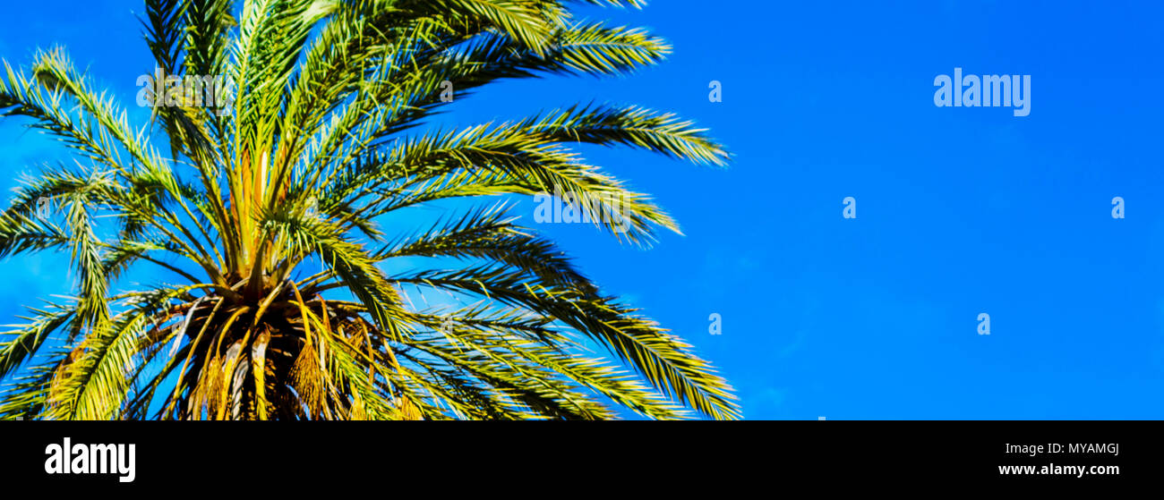 beautiful spreading palm tree, exotic plants symbol of holidays, hot ...