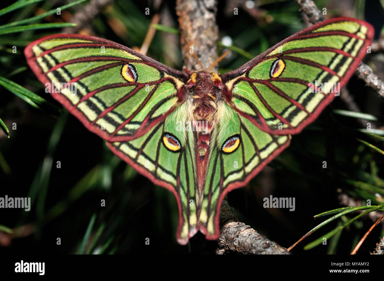Elizabethan butterfly (Graellsia isabelae), in a pine, Spain Stock ...