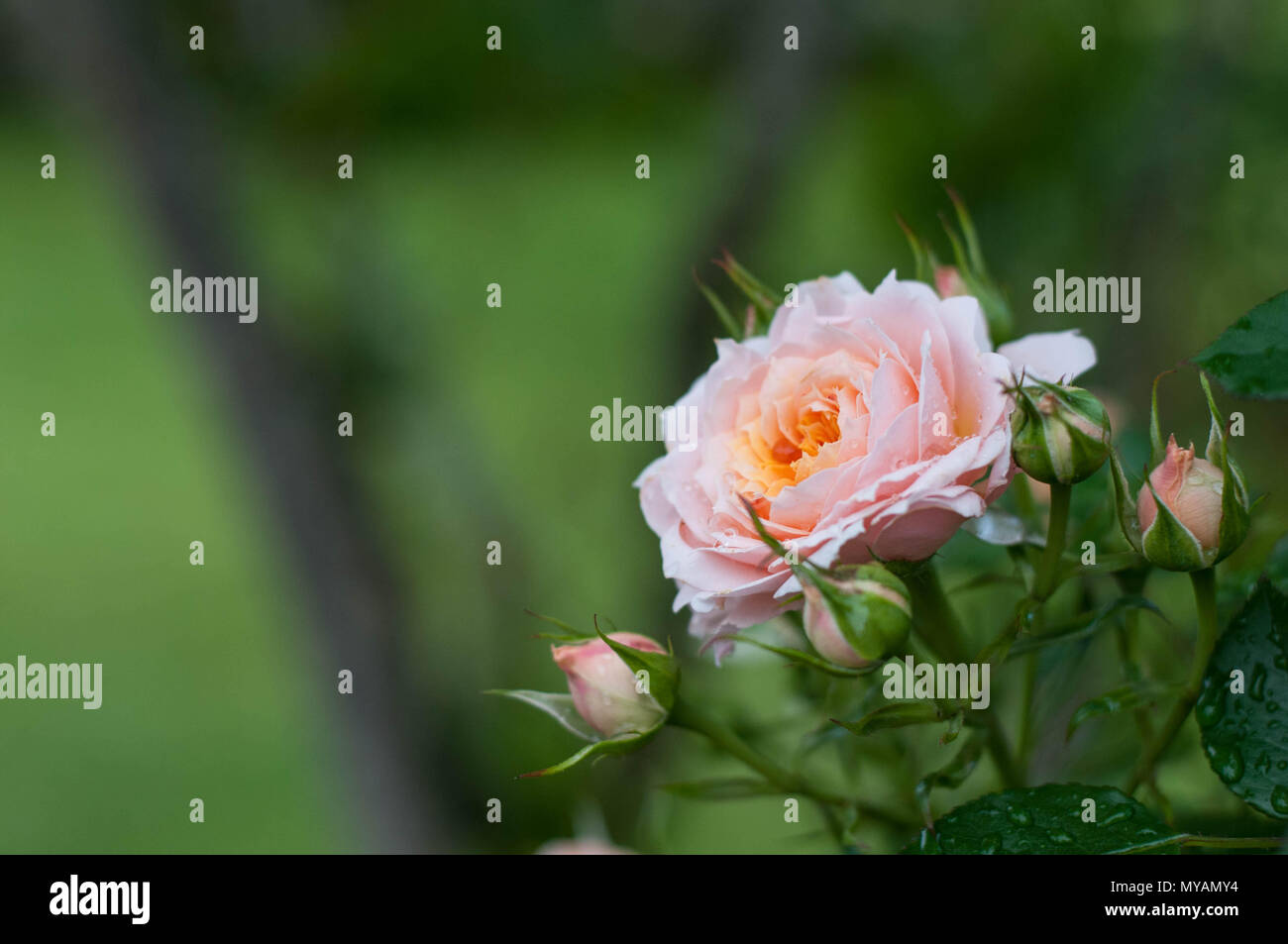 Miniature roses hi-res stock photography and images - Alamy