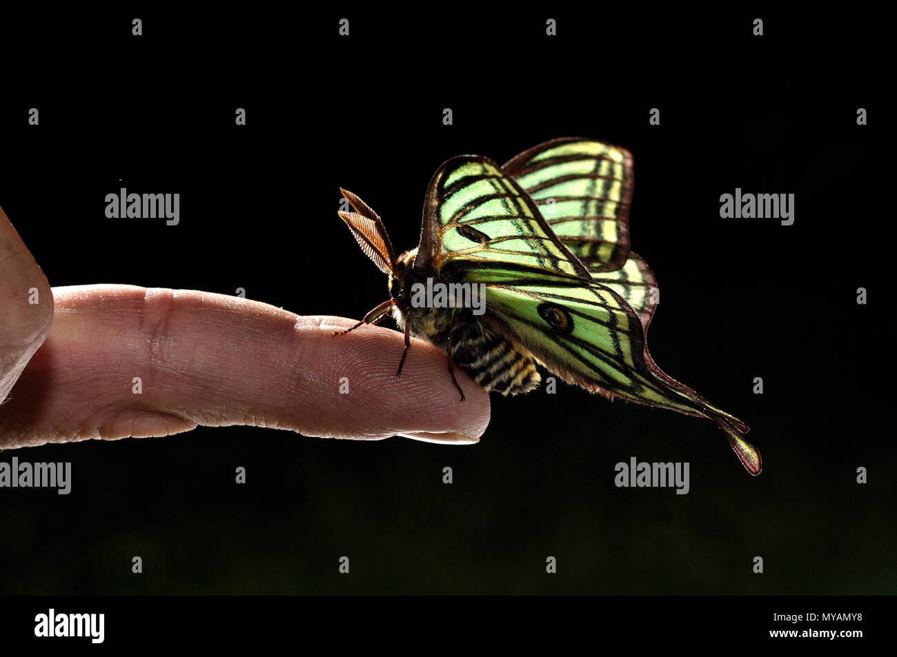 Elizabethan butterfly (Graellsia isabelae), on one finger, Spain Stock ...