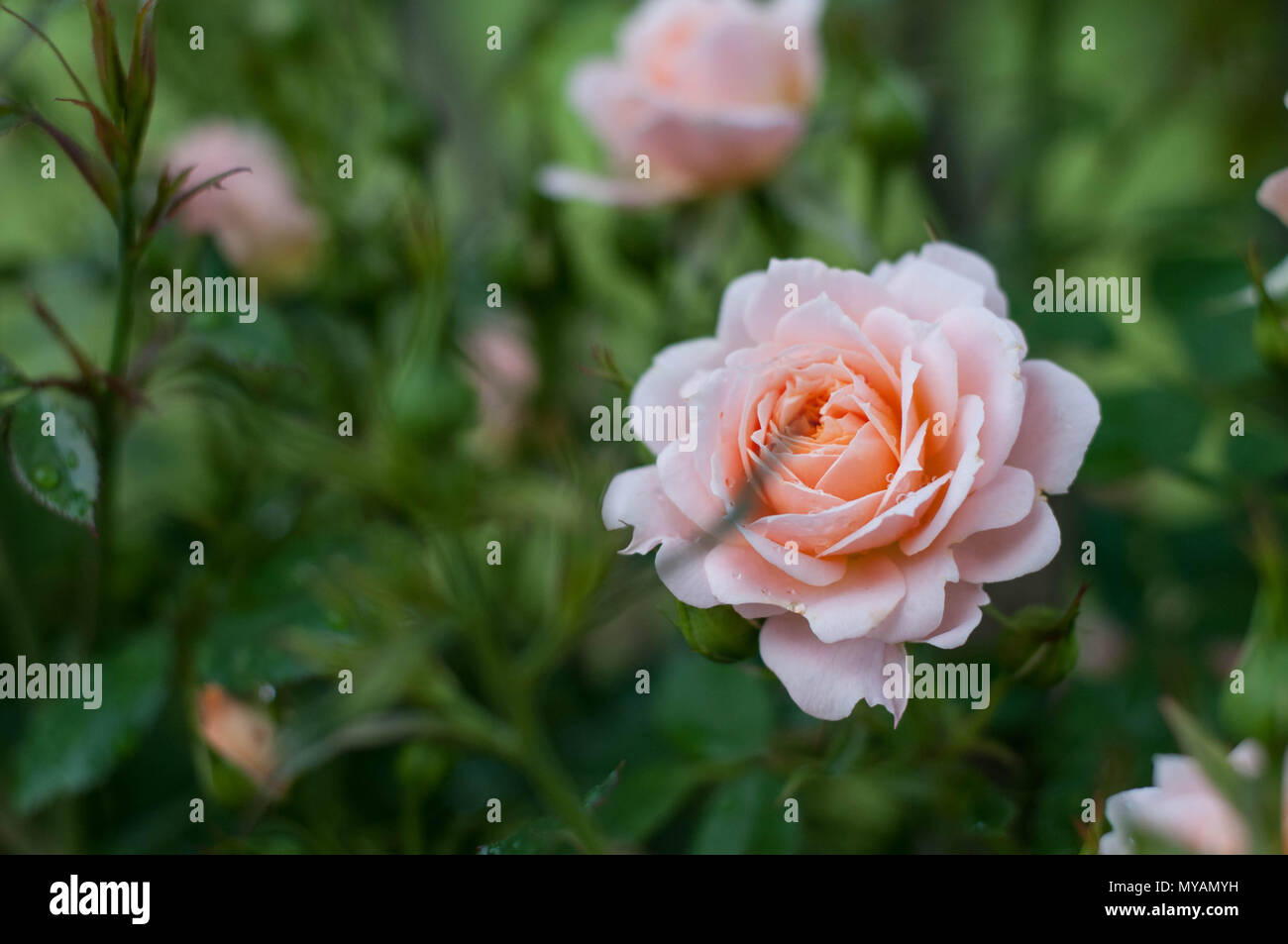 orange miniature roses while it's rain Stock Photo - Alamy