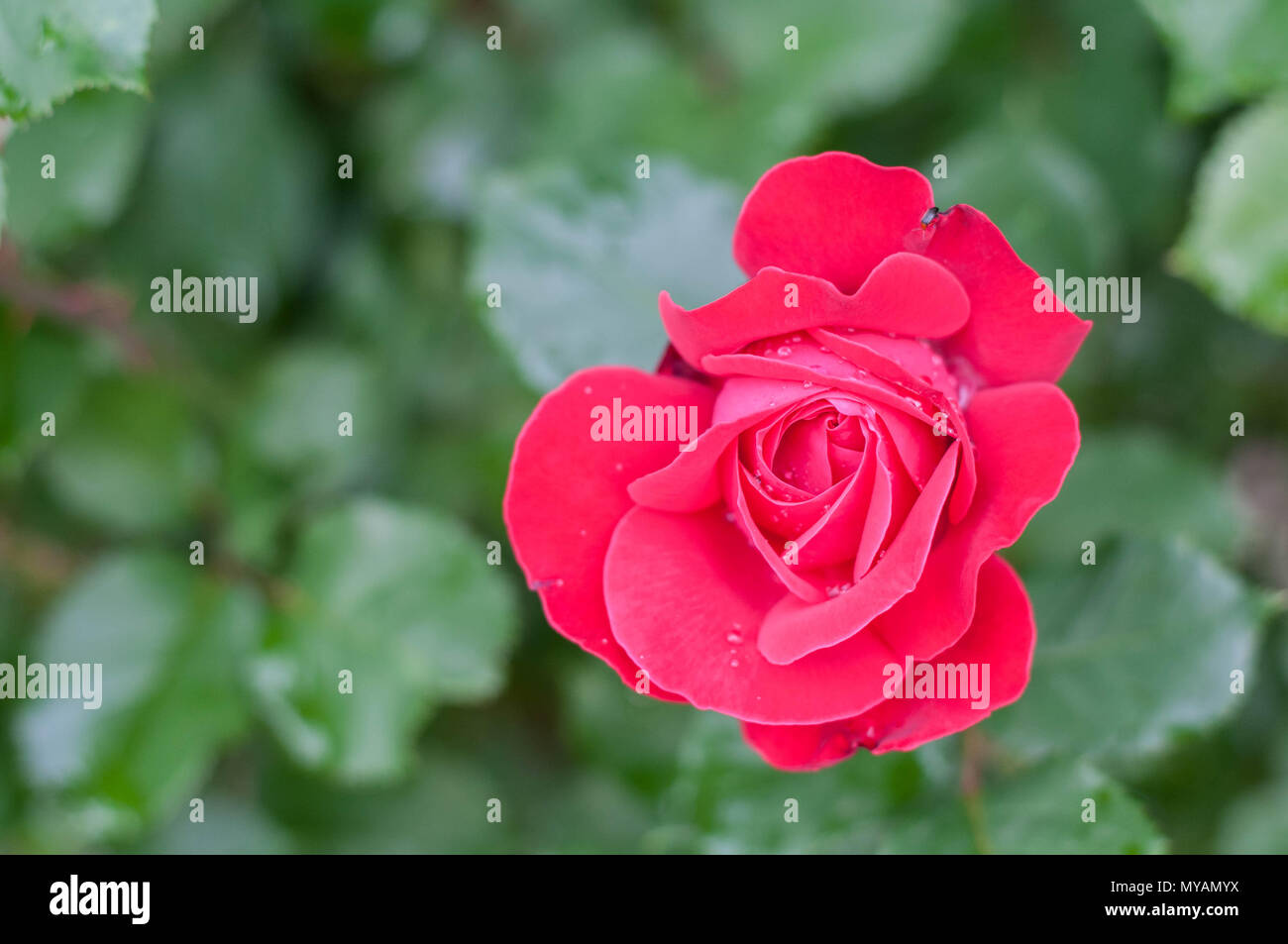 red rose silhouette in foreground under a oak shadow in a private ...