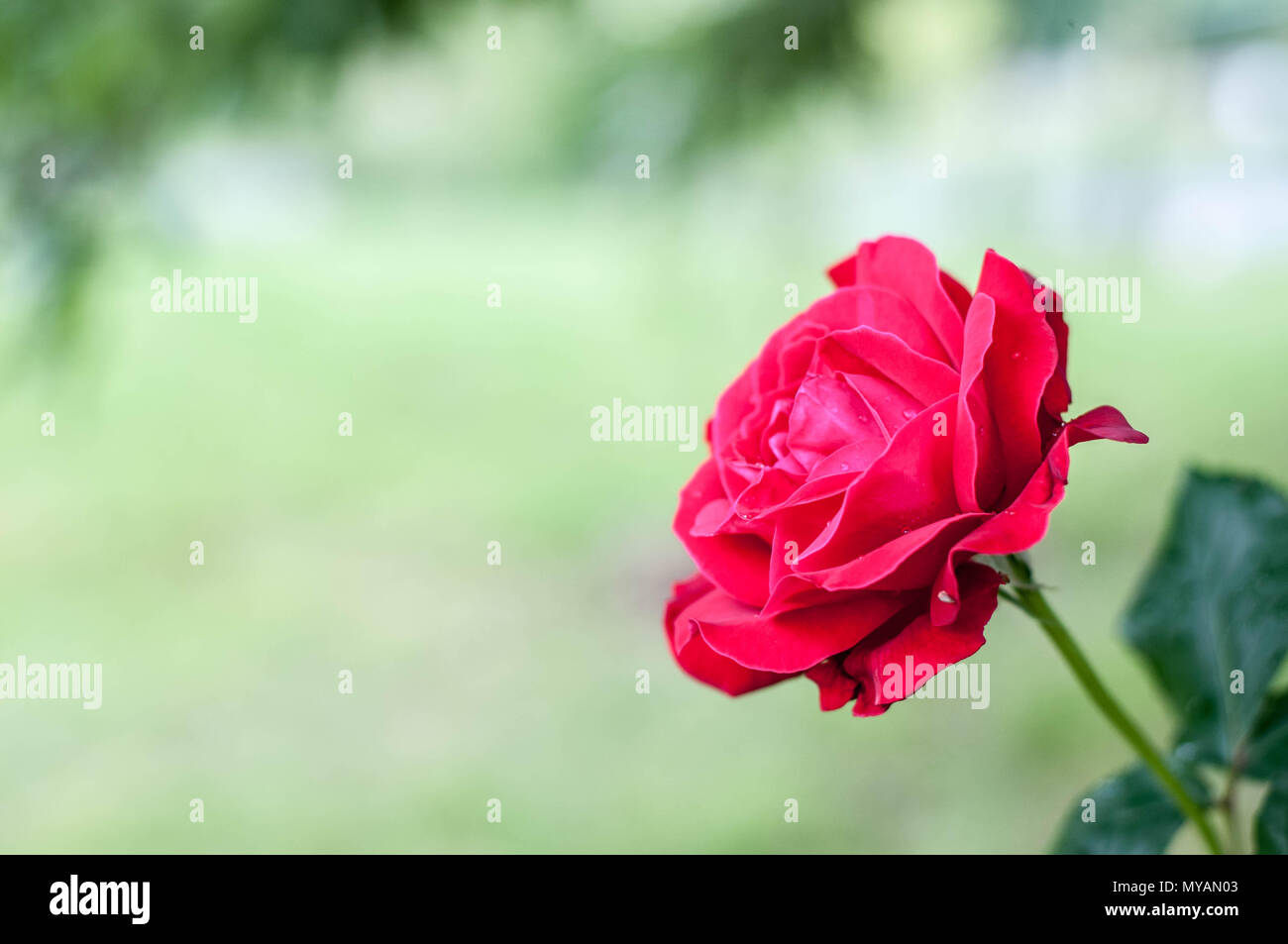 Sprintime garden hi-res stock photography and images - Alamy