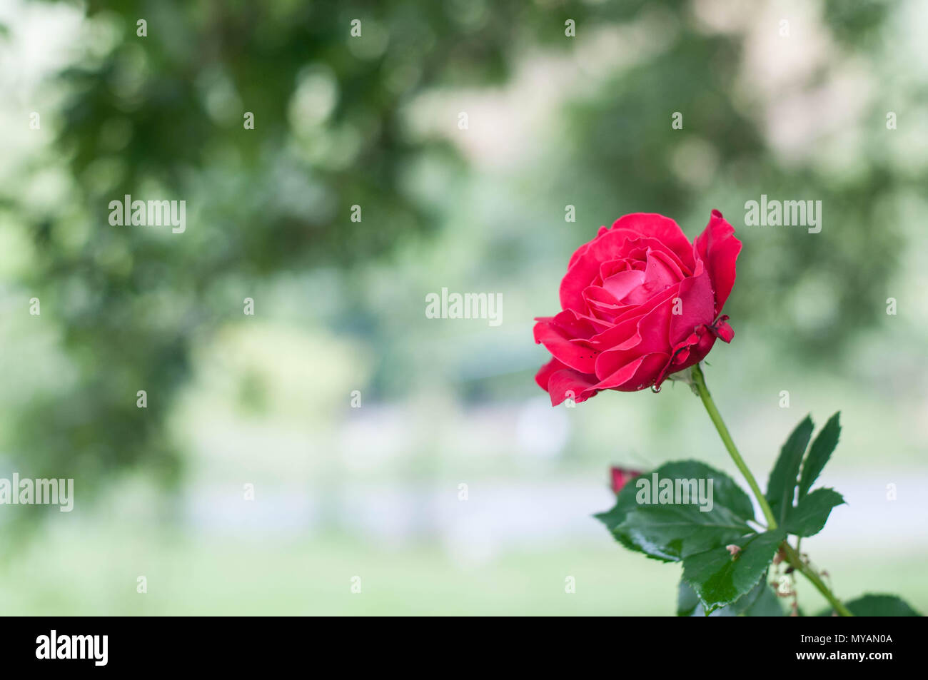 red rose silhouette in foreground under a oak shadow in a private ...